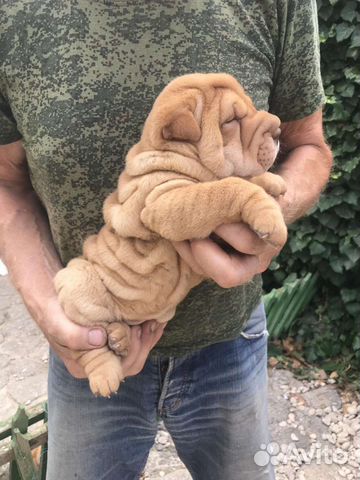 Щенки шарпей