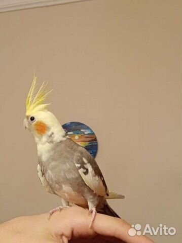 Попугай корелла ручной