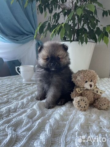 Продается супер малышка шпица