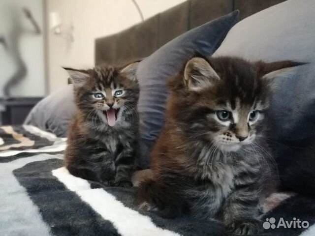 Майн кун котята