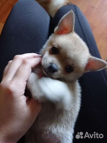 Щенки шпица чихуахуа