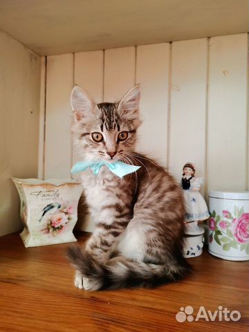 Котята умные и очень ласковые