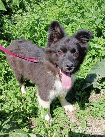 Веселая малышка щенок Олли,будет небольшая