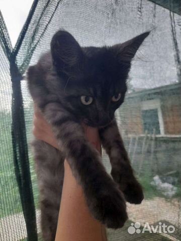 Аравийский Мау. Котенок