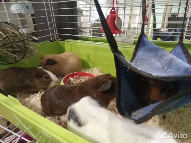Морские свинки разных пород