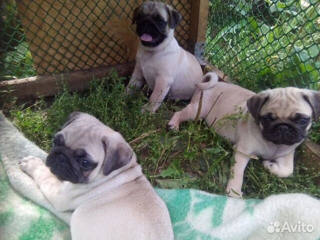 Щенки мопса