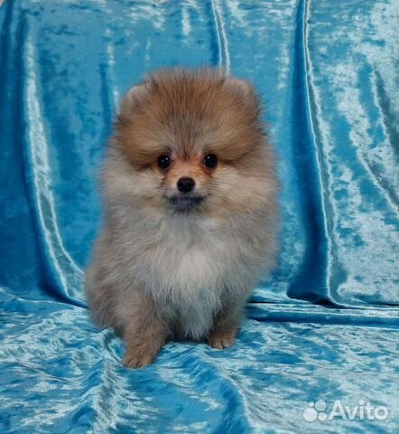 Шпиц мальчик