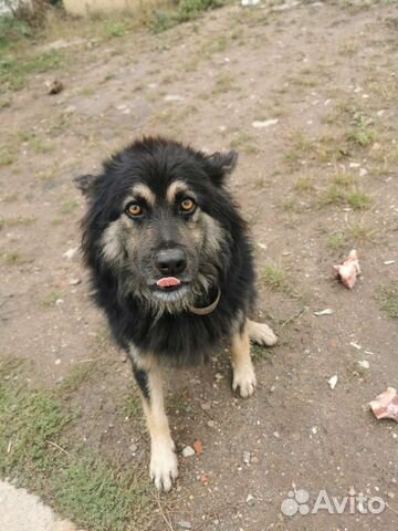 Чекс ищет дом