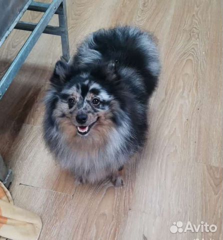 Померанский шпиц девочка