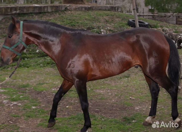 Карачаевский жеребец