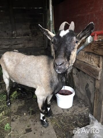 Коза дойная