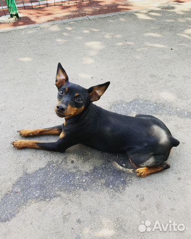 Вязка цвергпинчер (ищем жениха)