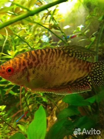 Аквариумные рыбки