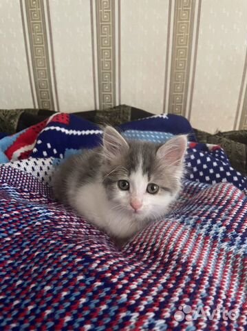 Котенок(мальчик)