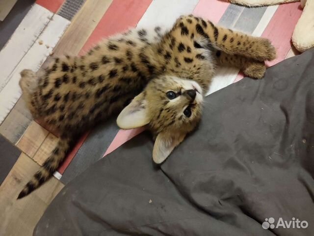 Котята саванна ф0