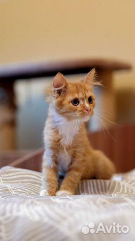 Кошки в добрые руки бесплатно