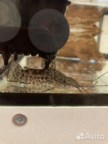 Сомик таракатум