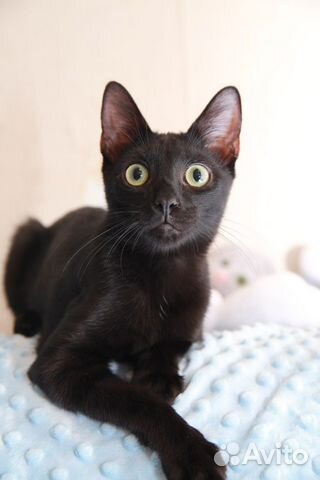 Черные котятки