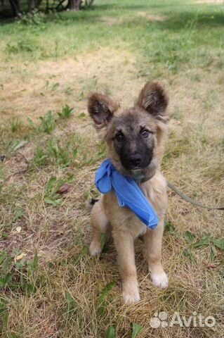 Маленького Мэлвина обижают в приюте