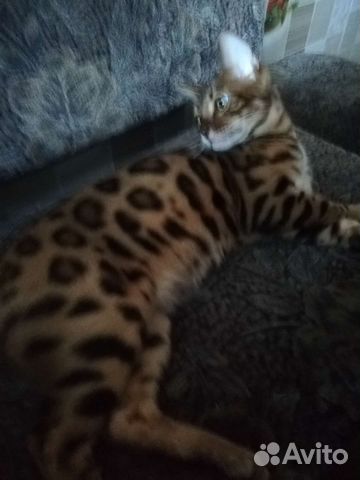 Бенгальские котята