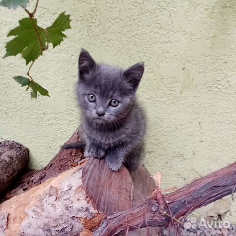 Котенок в добрые руки бесплатно