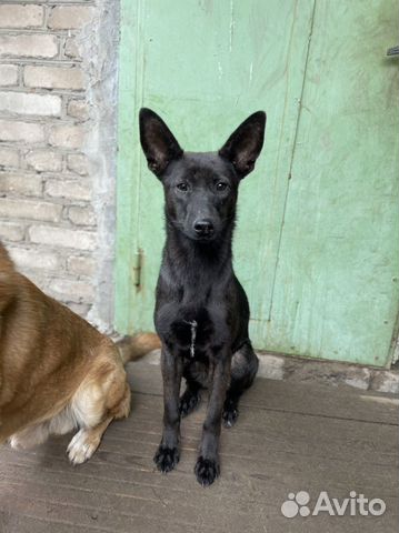 Нежная собака Стелла ищет дом