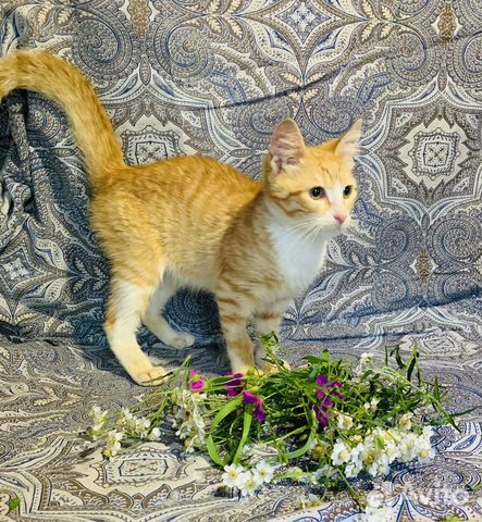 Рыжий котик 3 месяца