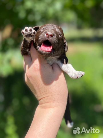 Мимишные малыши лаготто романьоло