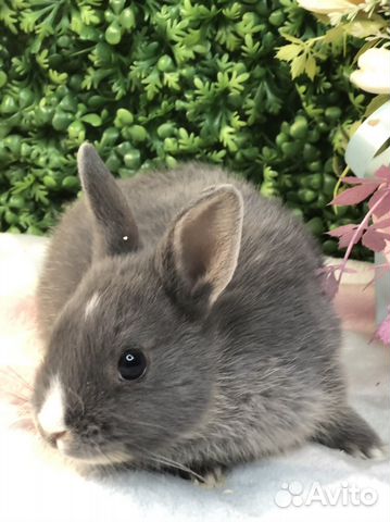 Крошик декоративный mini