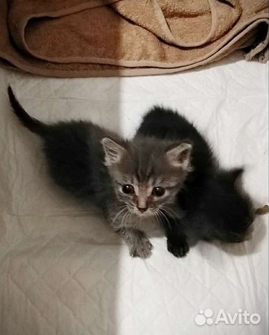 Котенок мальчик 1 месяц
