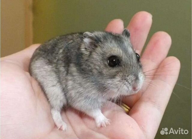 Джунгарский хомячок