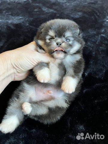 Окрас как у хаски. Шпиц эксклюзив