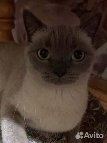 Британская кошка