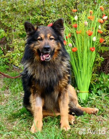 Пес Джек 5 лет