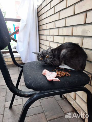 Кот