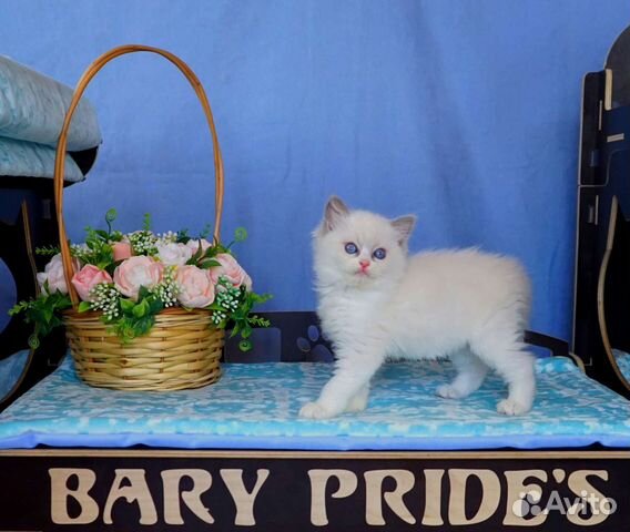 Девочка рэгдолл