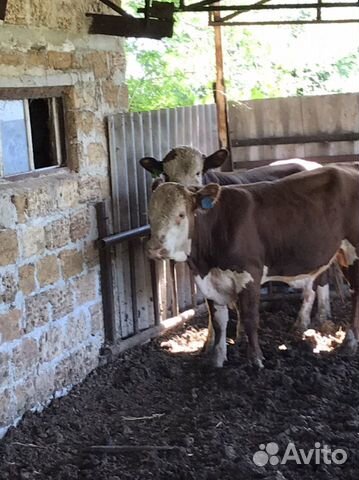 Бычки на откорм