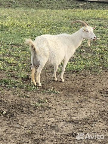 Коза дойная молочная