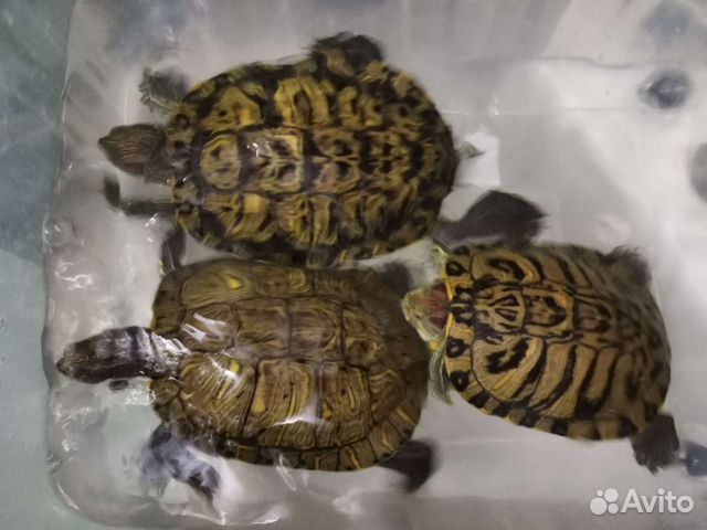 Красноухие черепашки (3 мальчика, возраст 10+)