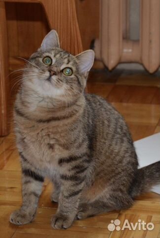 Котёнок подросток Тигруля 5 месяцев в дар