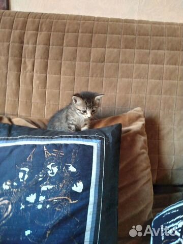 Маленький котик
