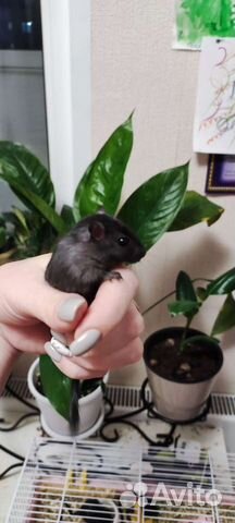 Песчанки