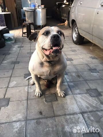Американский бульдог вязка