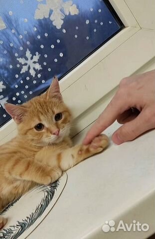 Ищет дом очаровательный котенок Батончик