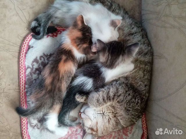 Котята в добрые руки