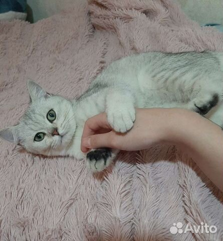 Британская шиншилла котенок