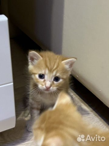 Отдам котят в добрые руки (2 самца)