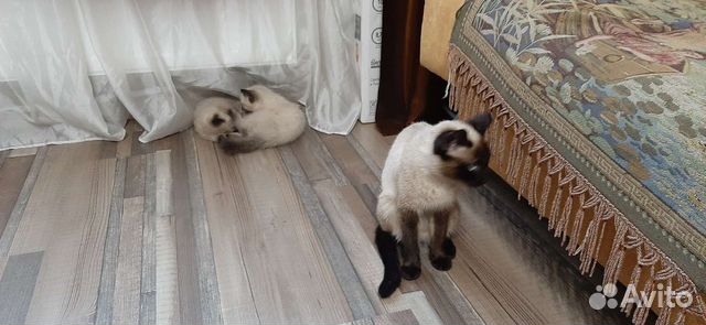 Сиамские котята бесплатно