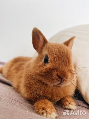 Декоративный кролик мини цветной карлик с клеткой