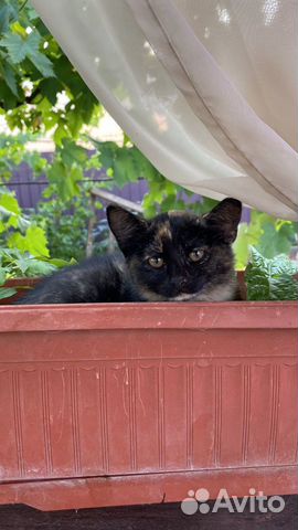 Отдам котика в добрые руки